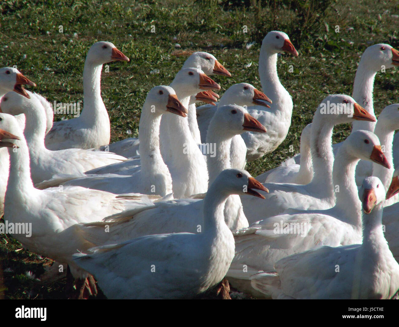 agriculture farming geese poultry farm goose geeser gander slaughter st ...
