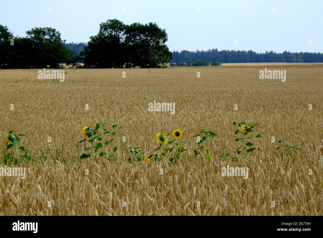 tree trees agriculture farming field summer summerly bushes grain ...