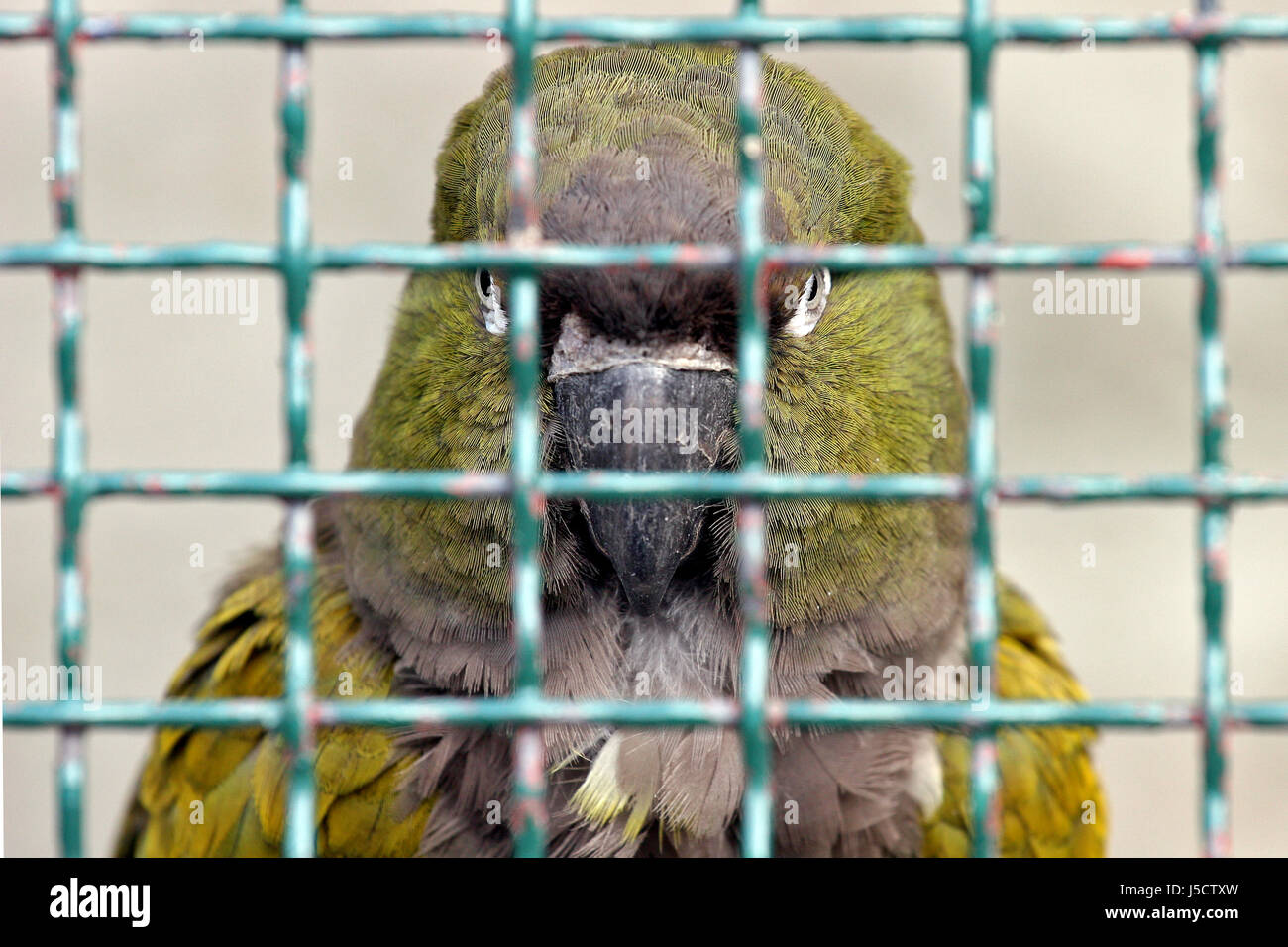 animal bird birds eyes zoo look glancing see view looking peeking ...