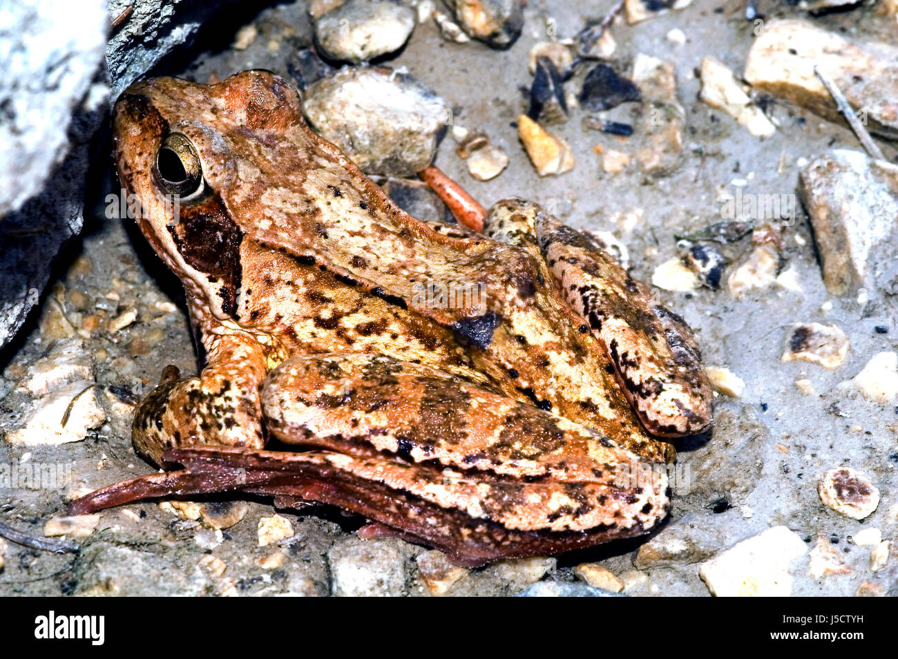 animal reptile brown brownish brunette animals frog toads toad frogs ...