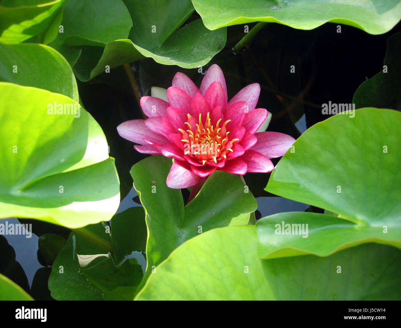 pink lady ii Stock Photo - Alamy