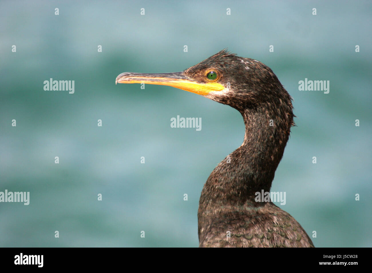 blue detail animal bird portrait birds mallorca spain cormorant beak ...