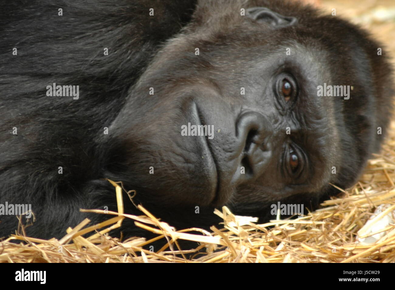 Gorilla straw hi-res stock photography and images - Alamy