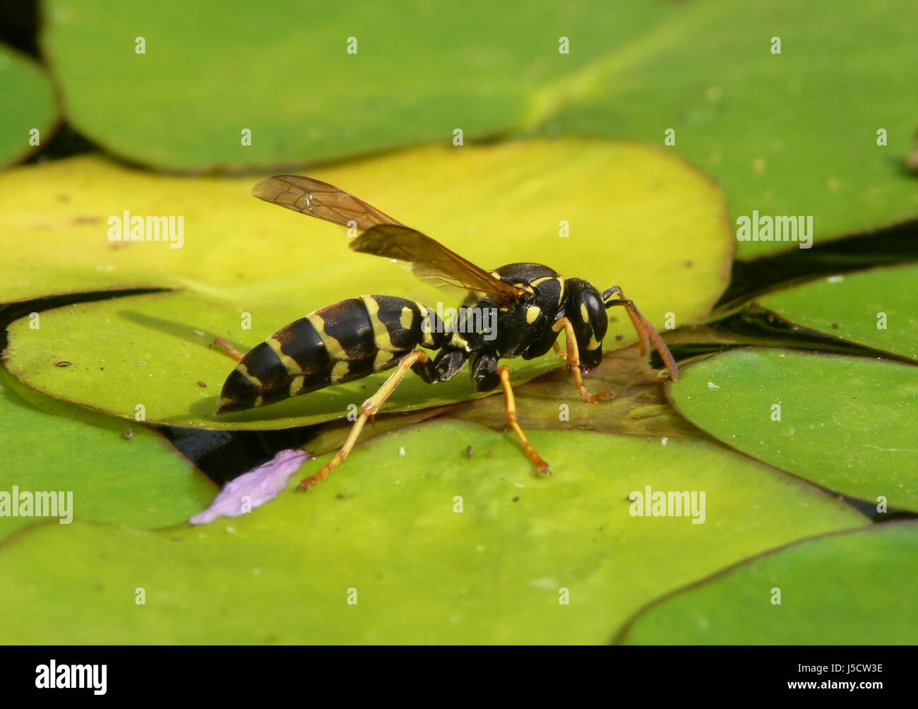 wasp fresh water pond garden pond water insect meadows wasp feared ...