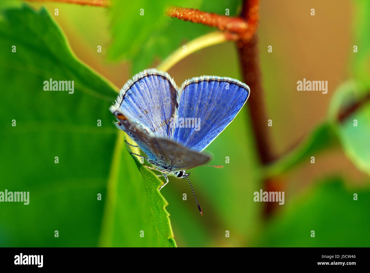 Light blue spotted butterfly flies hi-res stock photography and images ...