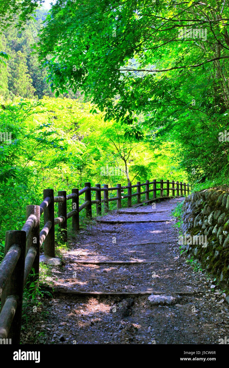 Hinohara forest hi-res stock photography and images - Alamy