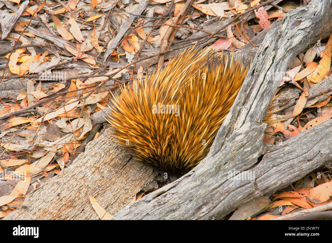 Hedgehog hide hi-res stock photography and images - Alamy