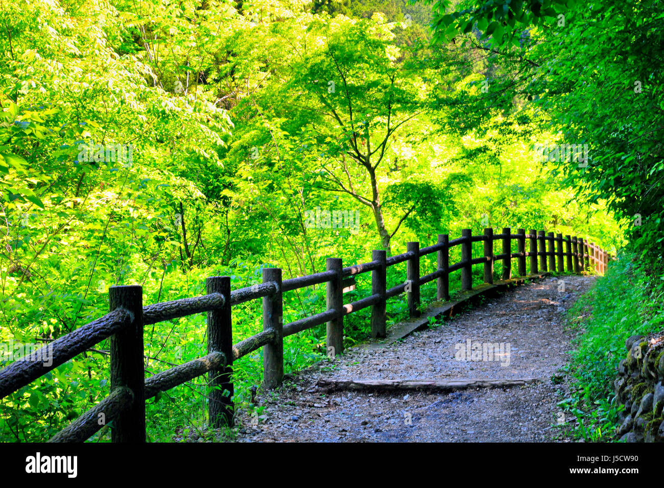 Forest Trail on the way to Hossawa Falls Hinohara-mura Tokyo Japan ...
