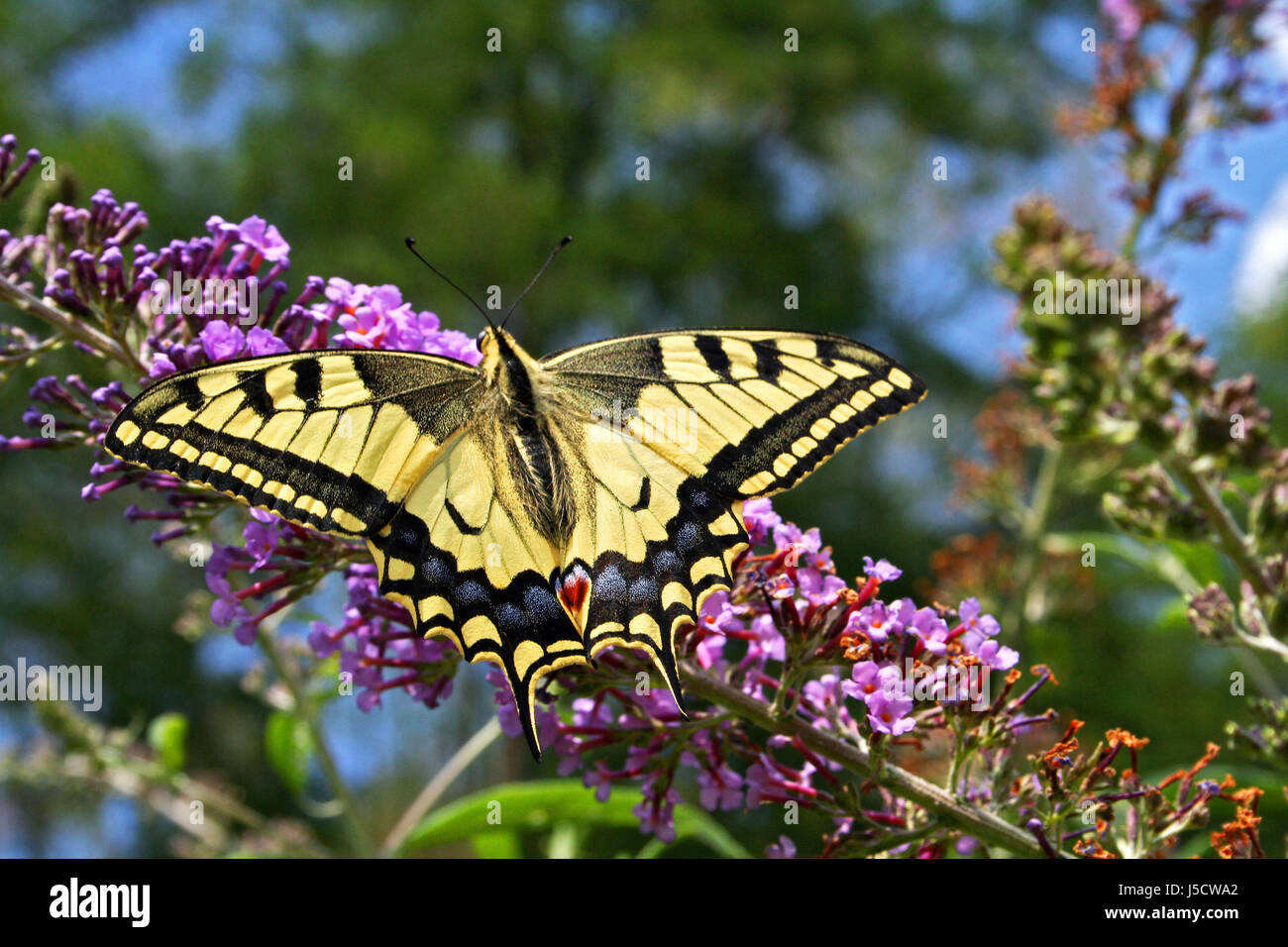 garden insect butterfly summer summerly moth swallowtail gardens ...