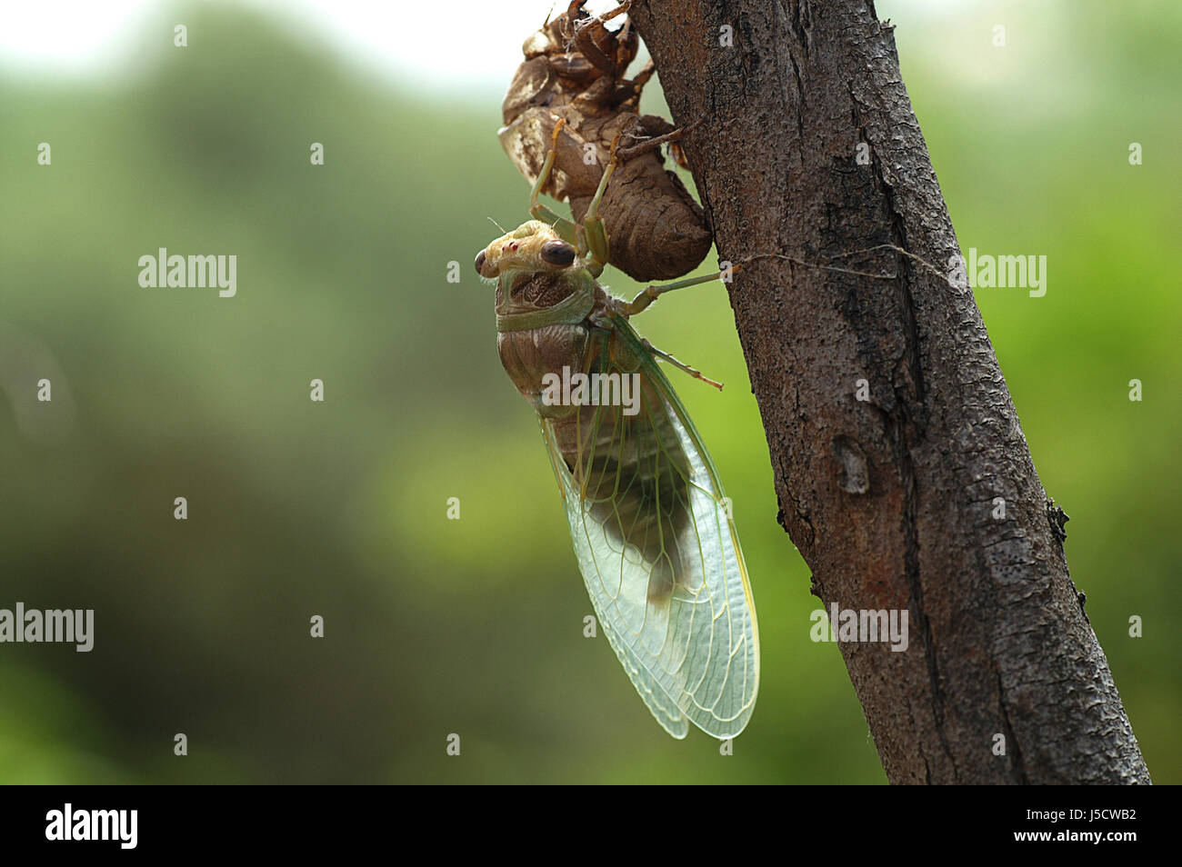 insects chant typical mediterran habitat zikaden cigale auchenorrhyncha ...