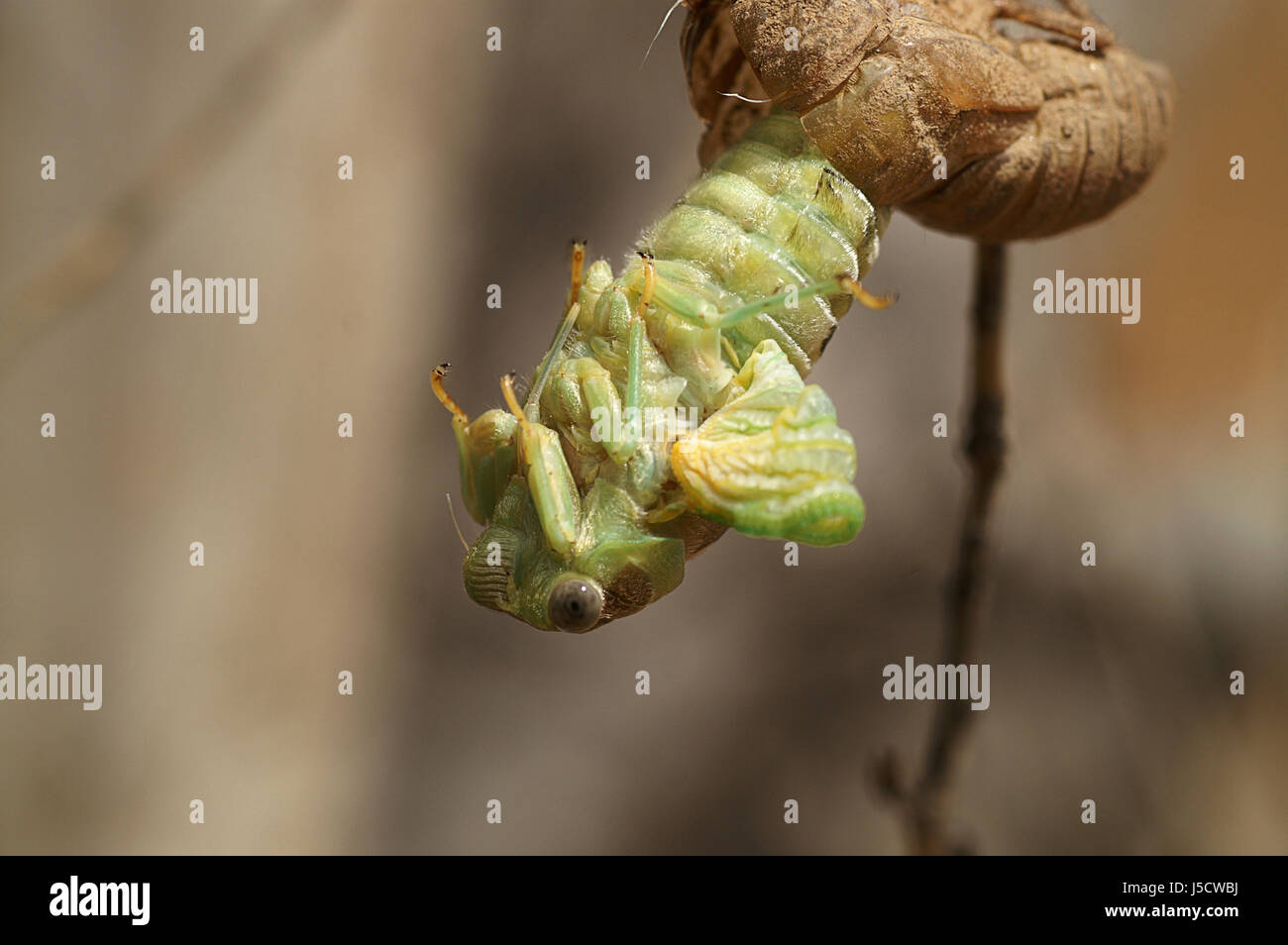 insects chant typical mediterran habitat zikade geburt auchenorrhyncha ...