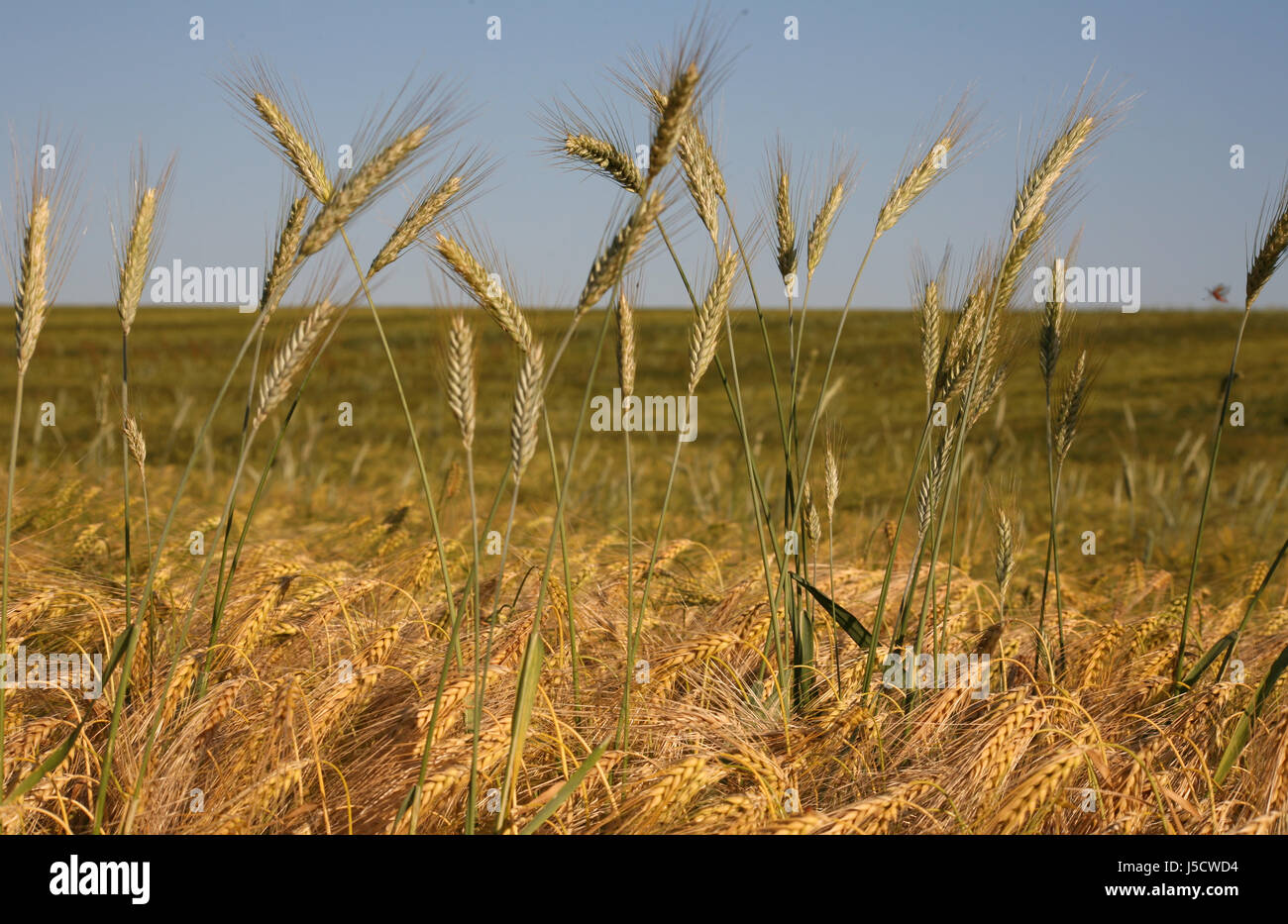 blue horizon agriculture farming ripe golden acre corn field rye grain ...