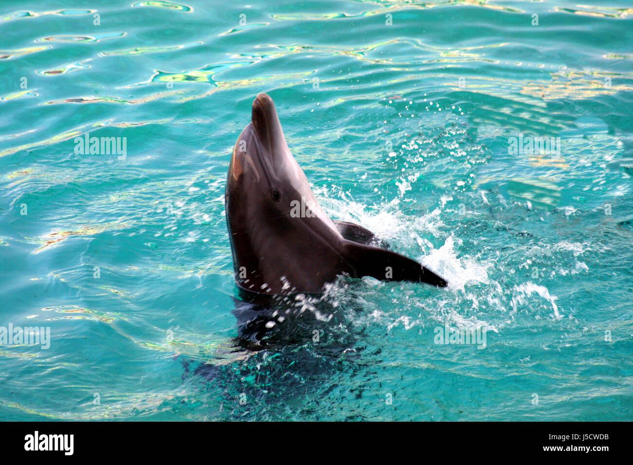 mammal dolphin pinball fins aback backwards water swimming swiming swim ...