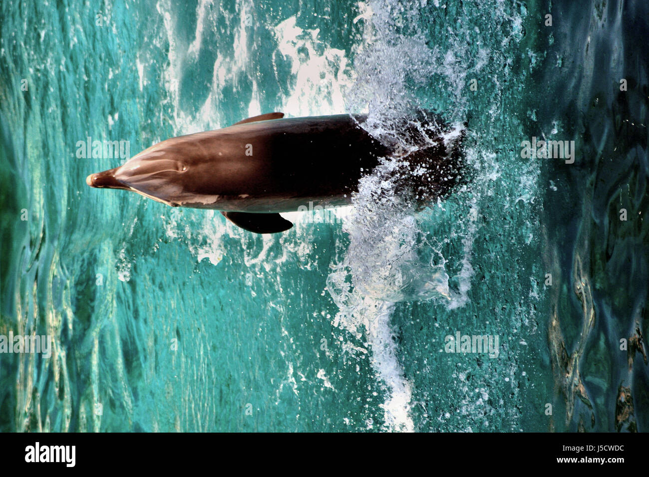 mammal dolphin pinball fins sea animal salt water sea ocean water float ...