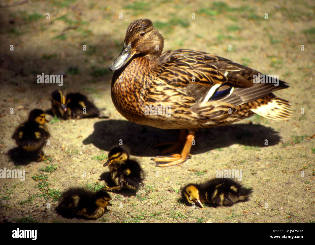 bird animals birds ducks waterfowls waterfowl chick entenvgel enten ...