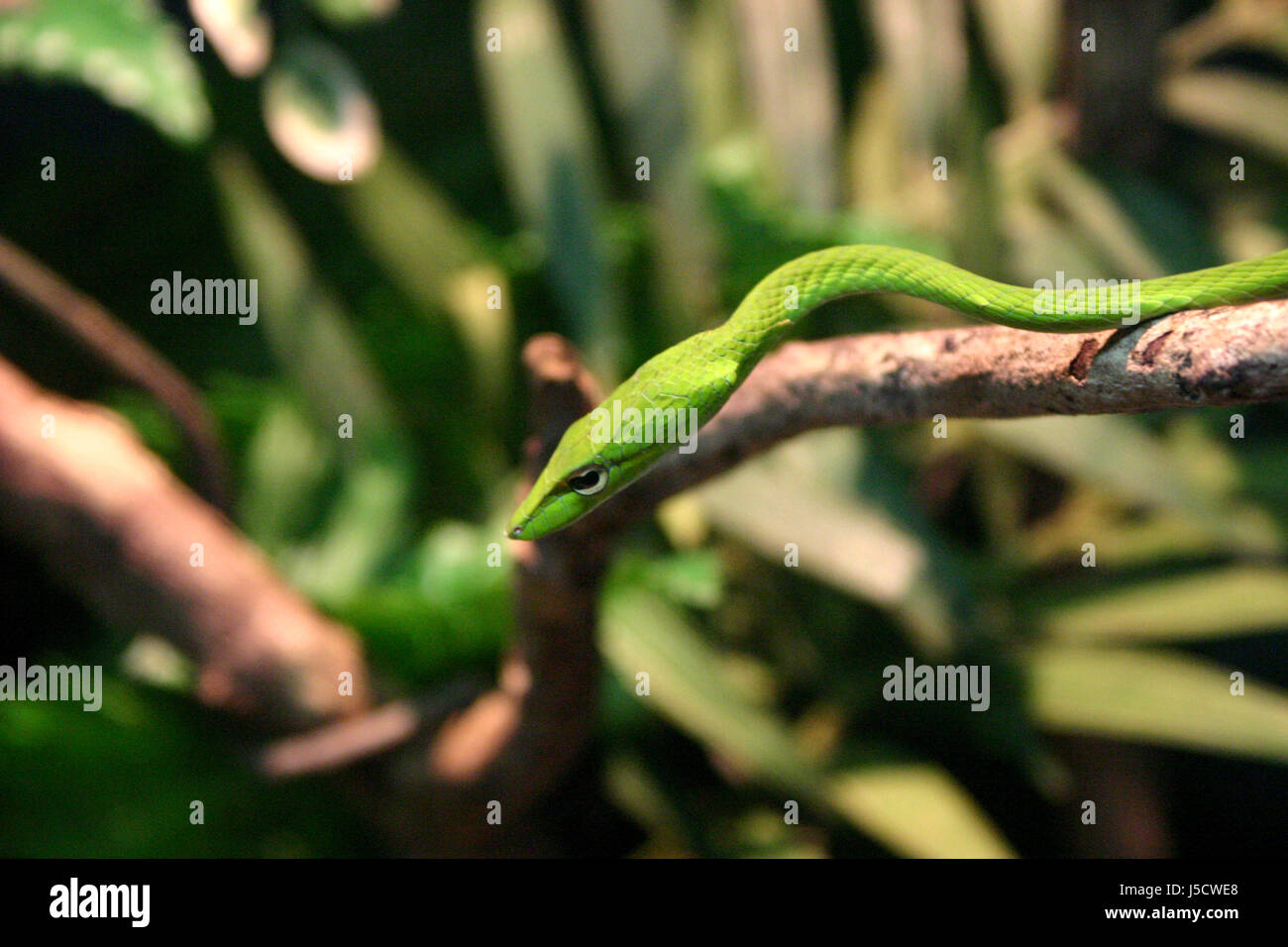 Whip tree hi-res stock photography and images - Alamy