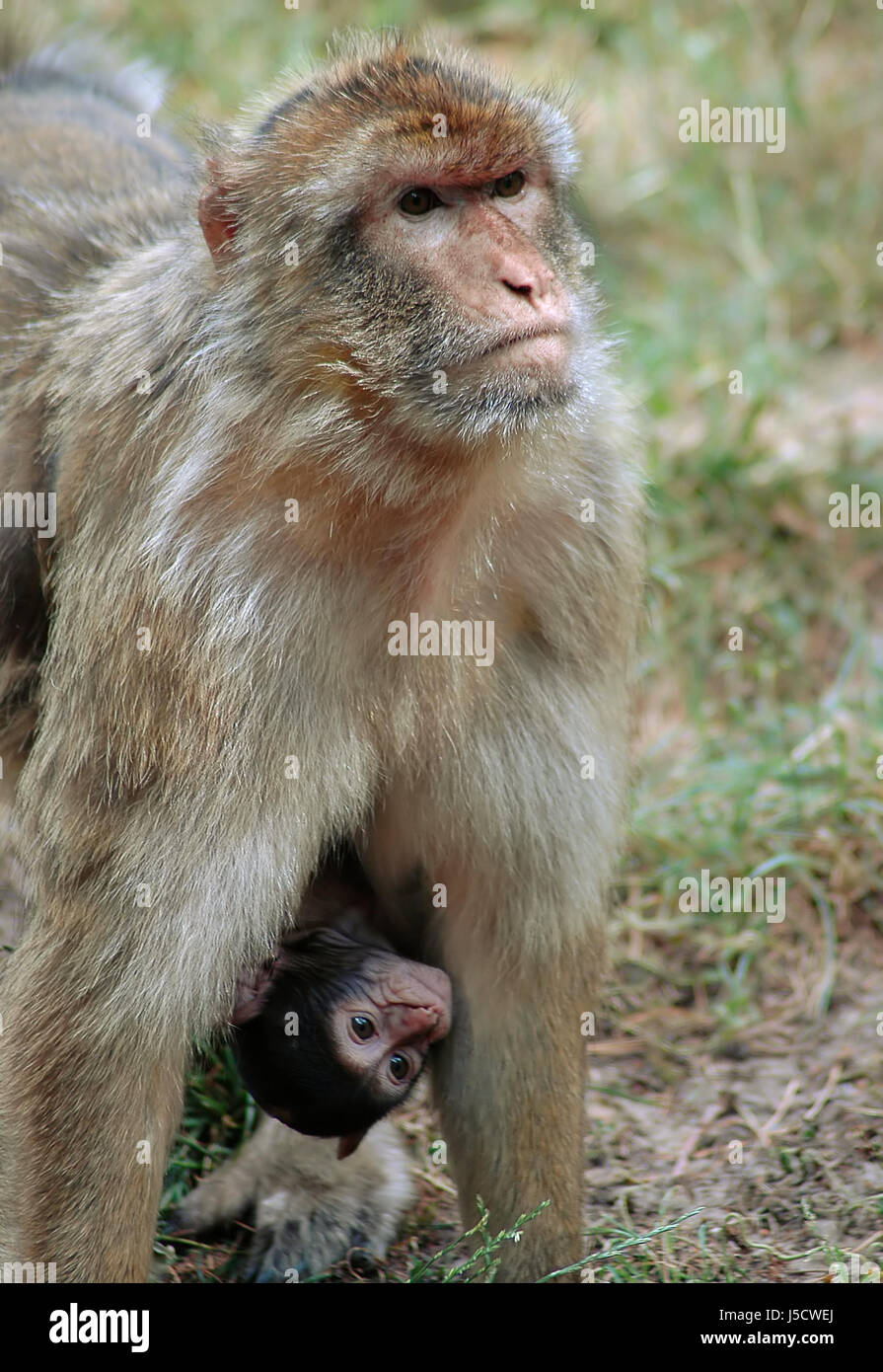 food aliment tree animal mammal monkey fruit milk north africa ...