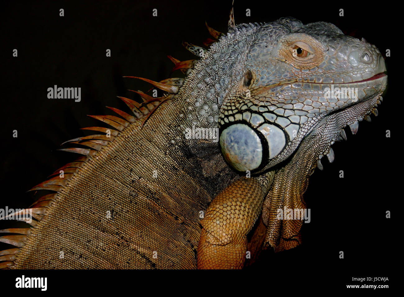 return of gozilla Stock Photo - Alamy