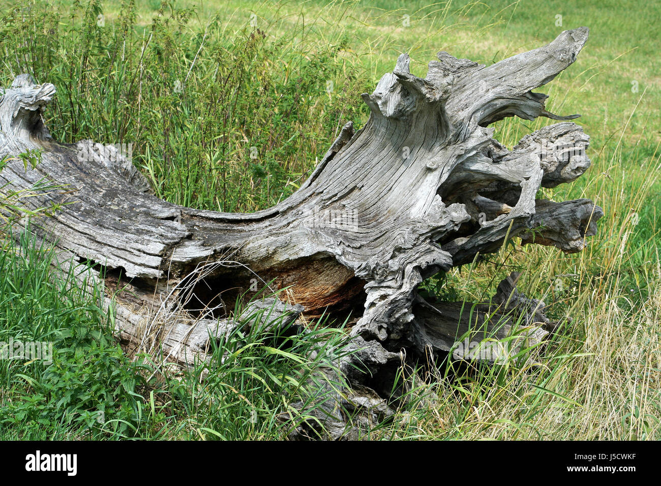 tree wood bizarre decorticated scenery countryside nature dead trunk ...