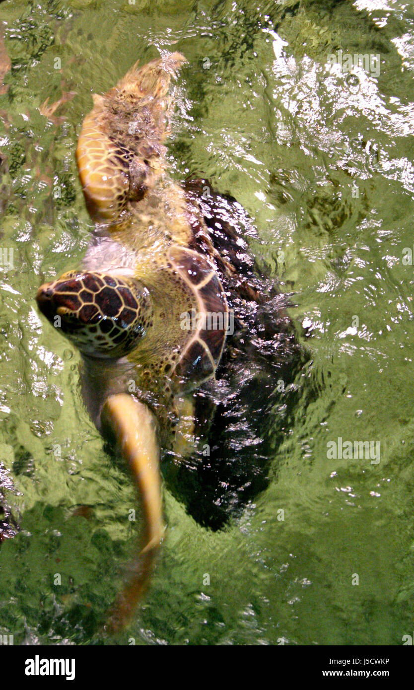 upstairs ahead armour turtle breathe swimming swiming swim swims to do ...