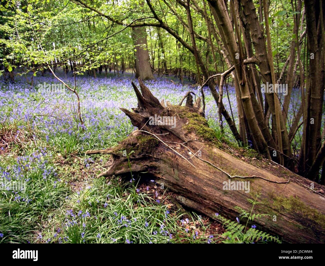 blue tree green trunk flower flowers plant lie lying lies root moss ...