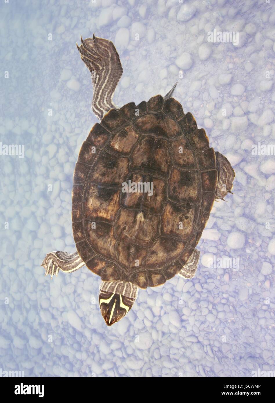 Mississippi river turtle hi-res stock photography and images - Alamy