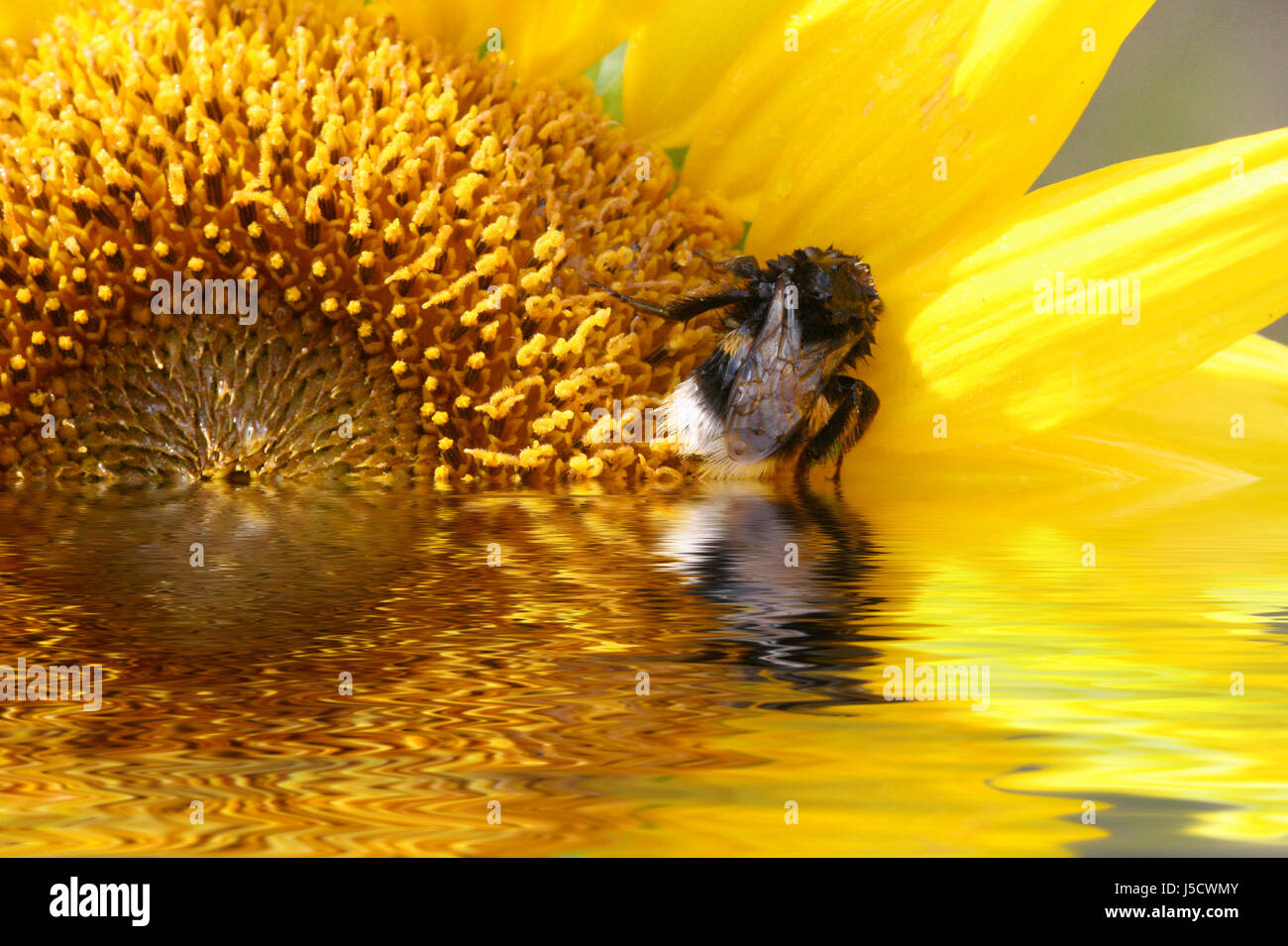 insect flower plant bumblebee sunflower sunflower cores drop drip drops ...