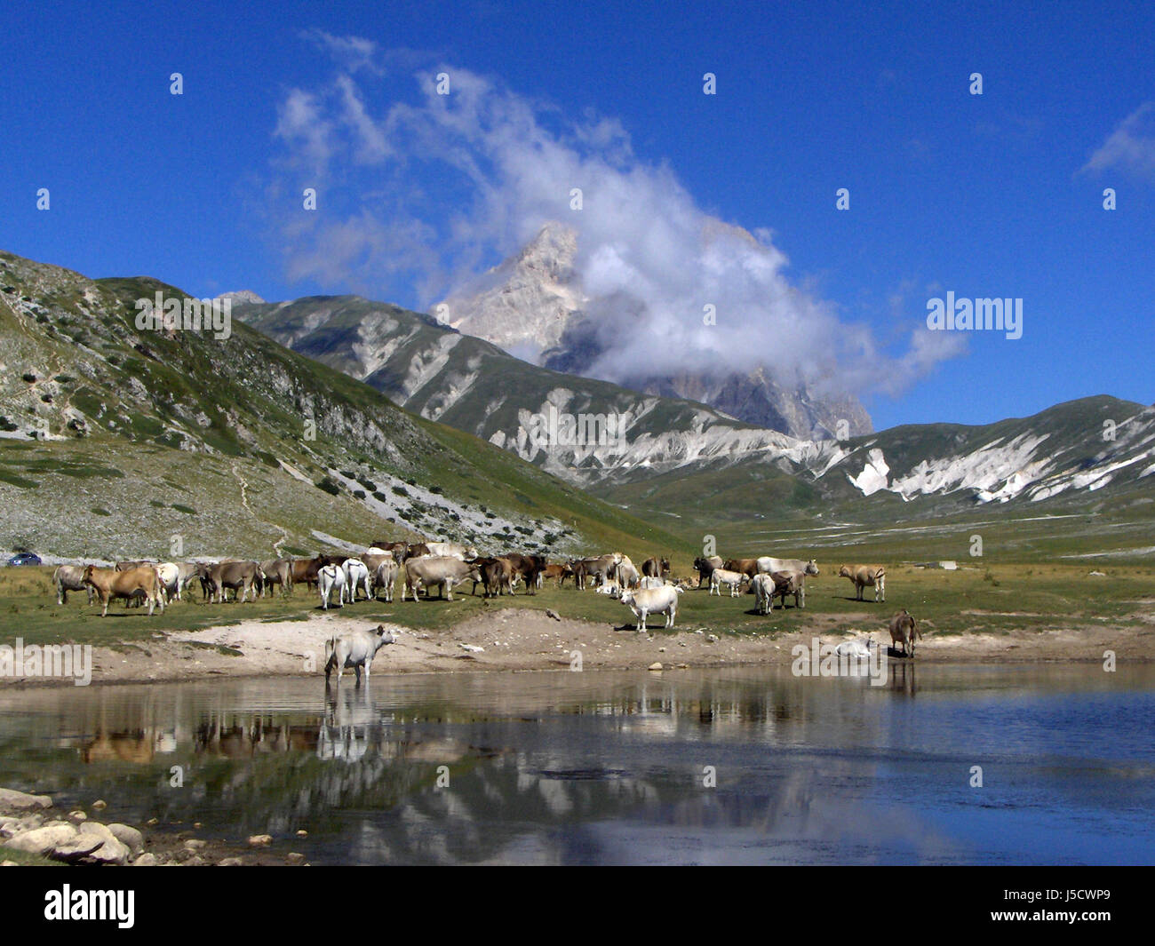 blue park agriculture farming cloud cow magnifico national salt water ...