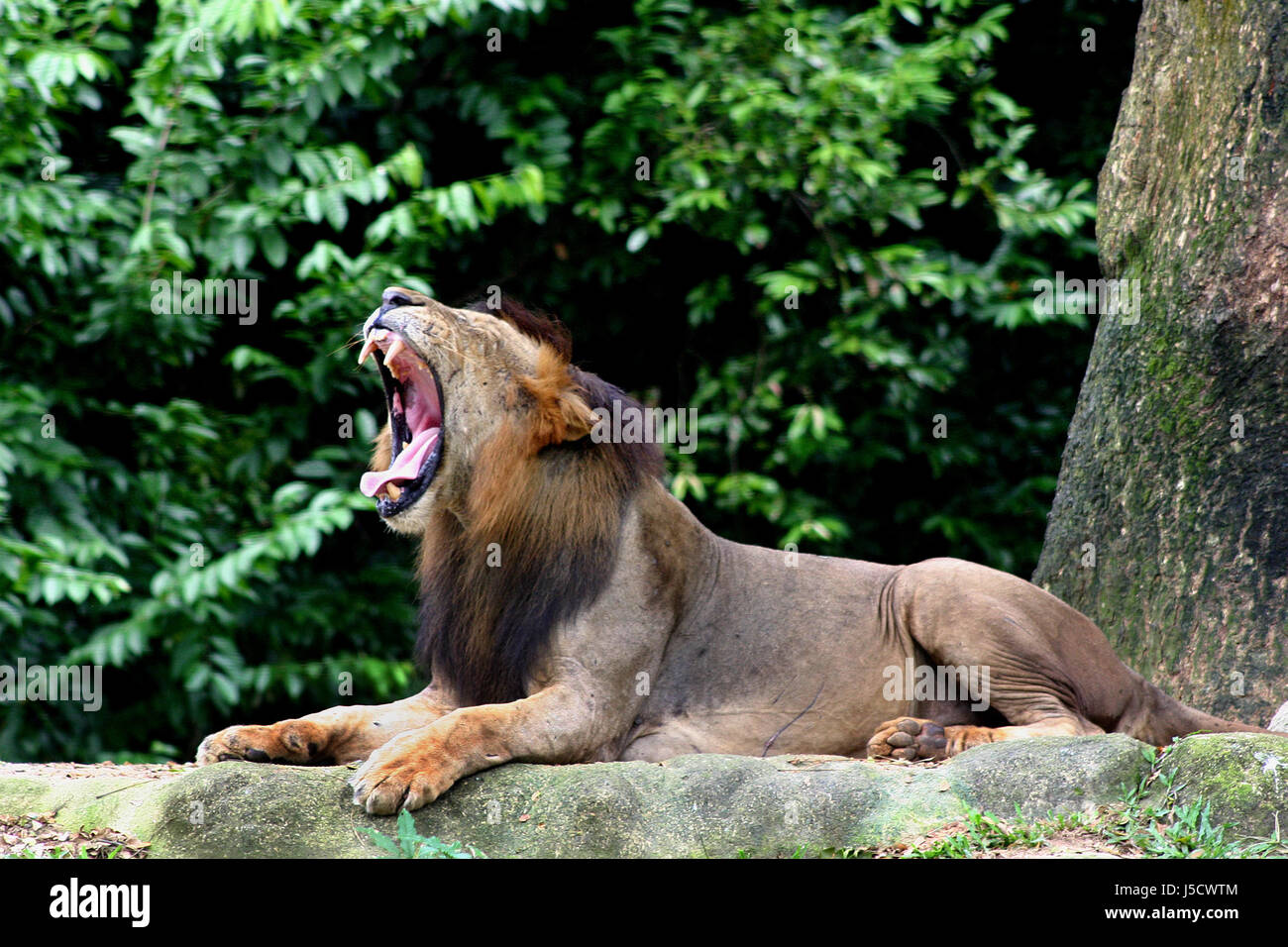 Bore cat hi-res stock photography and images - Alamy