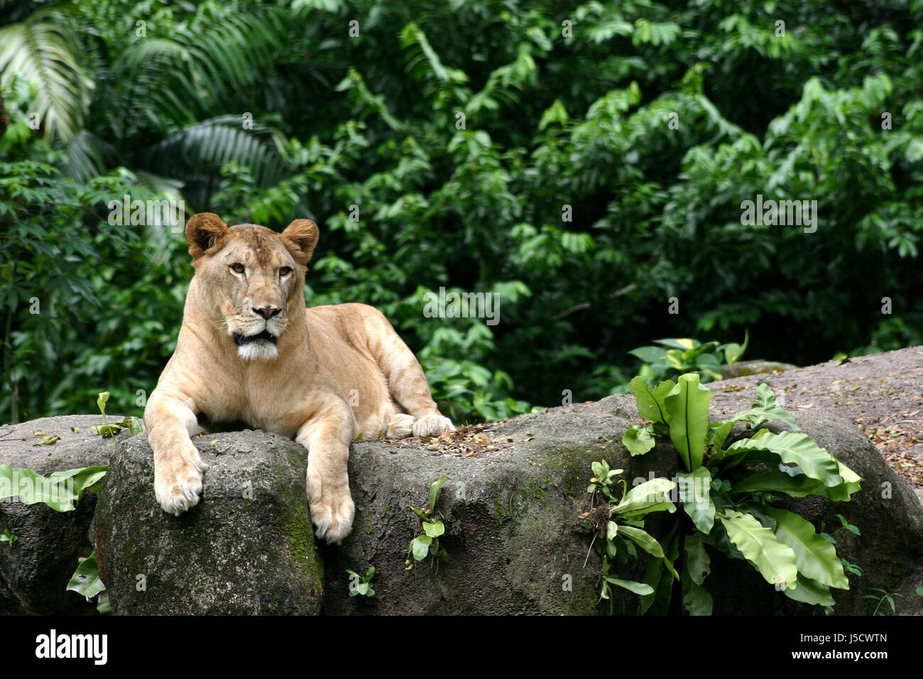 wild lion cat big cat feline predator rock observation distrustful ...