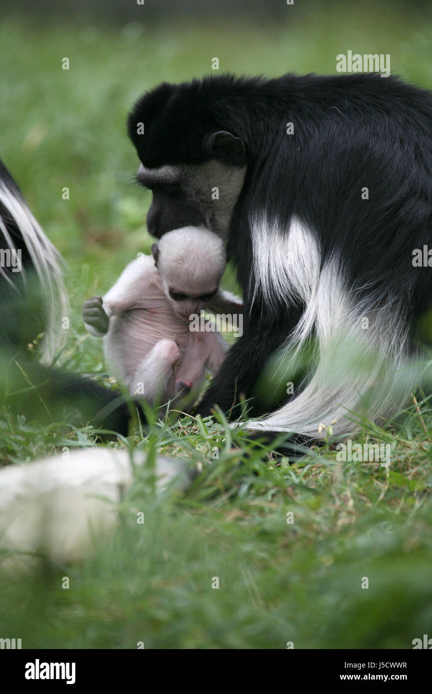 animal africa monkey black swarthy jetblack deep black blank european ...