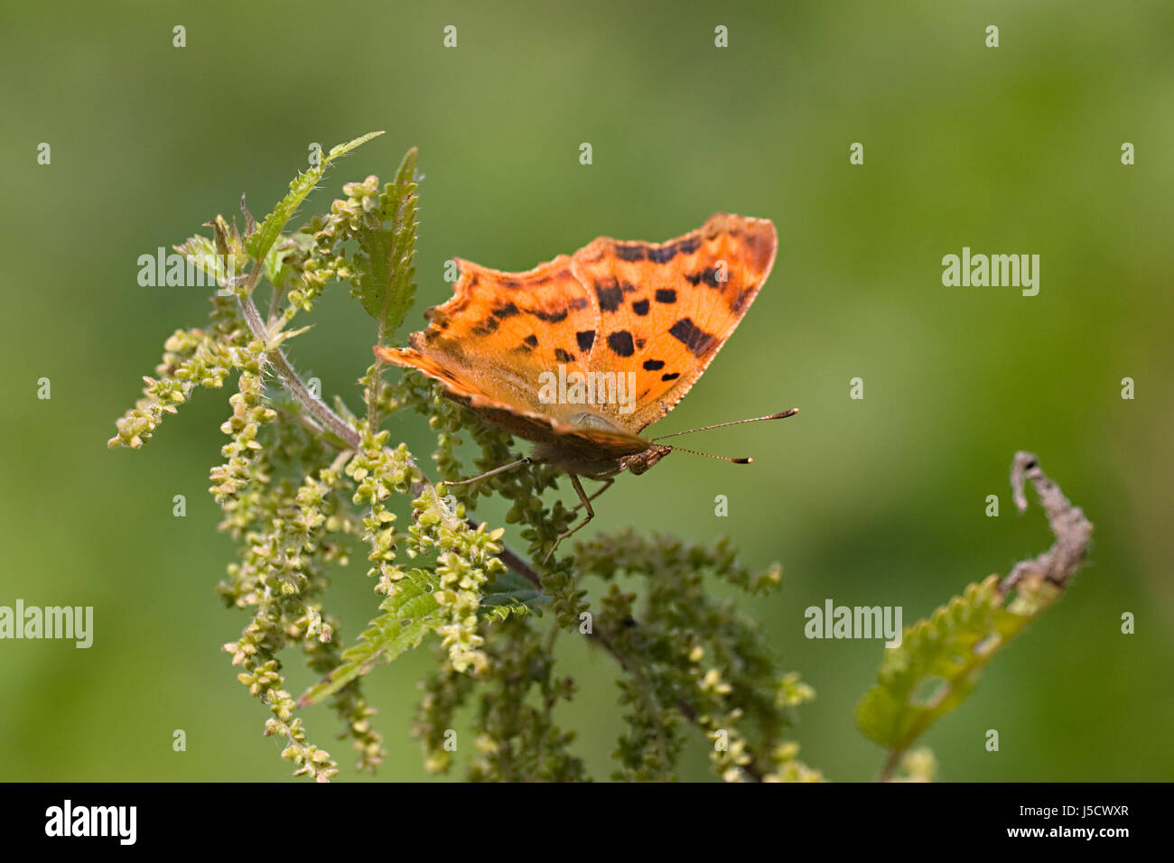 c-falter on nettle Stock Photo - Alamy