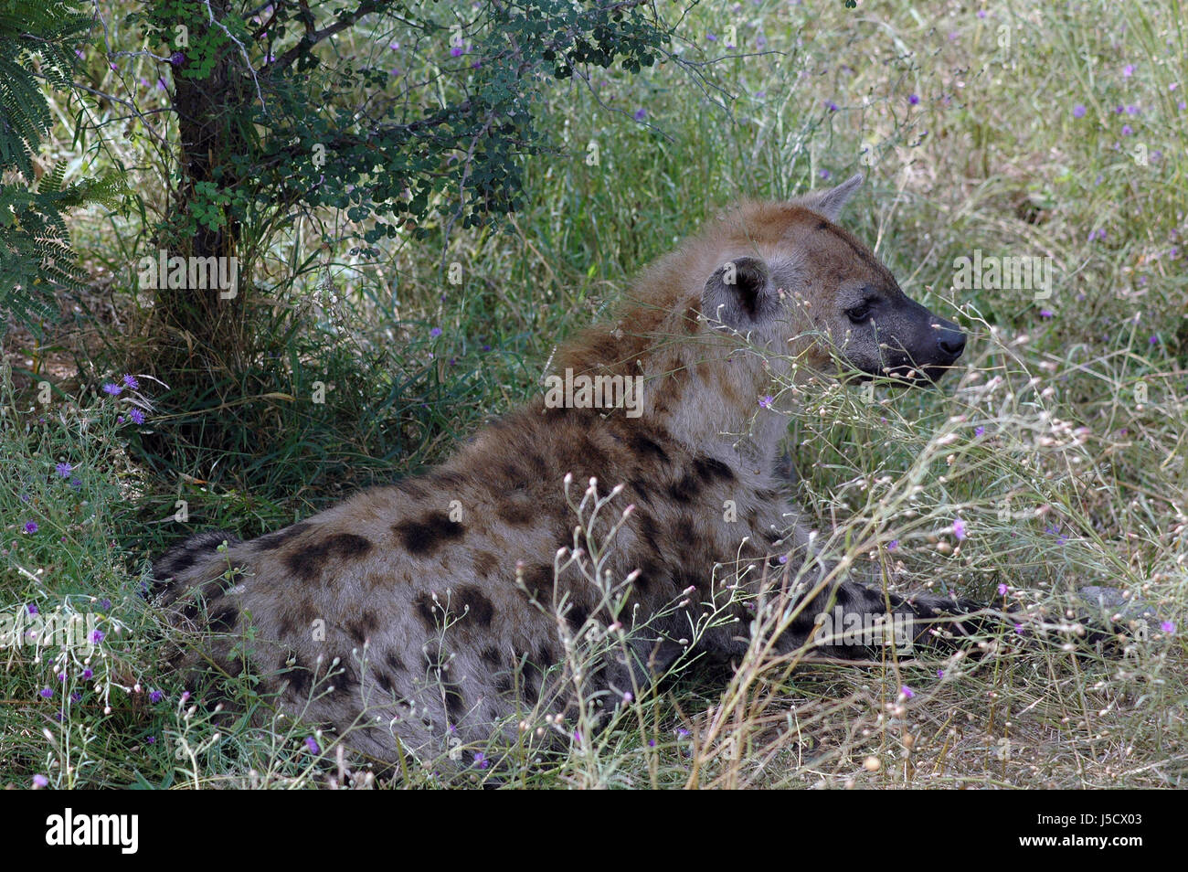 mammal africa ears scavenger nose bush south africa predator muzzle ...