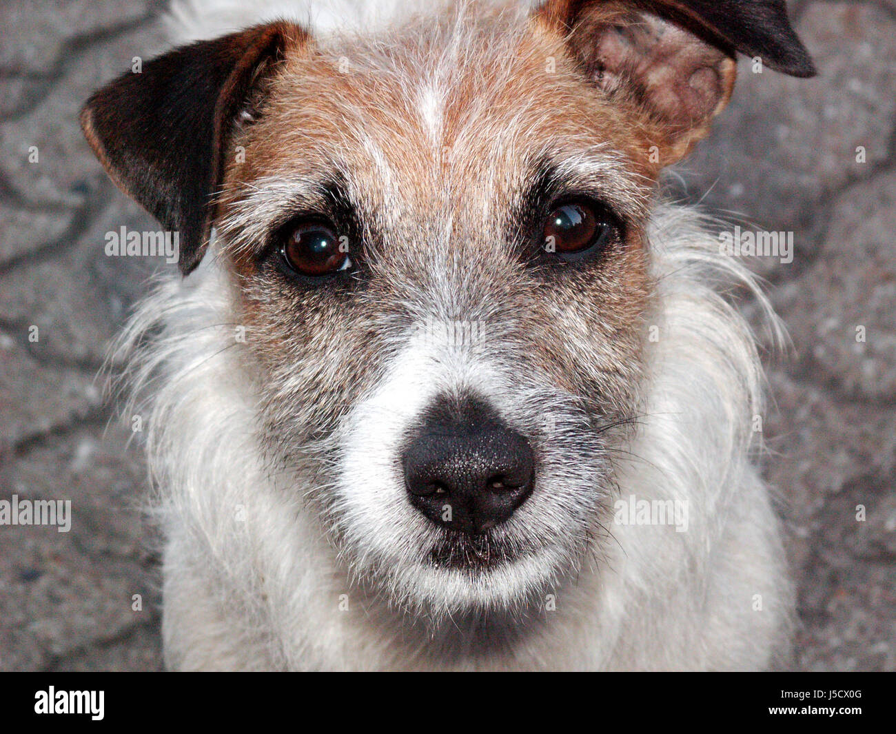 pet eyes small tiny little short dog bitch terrier jack russel ...