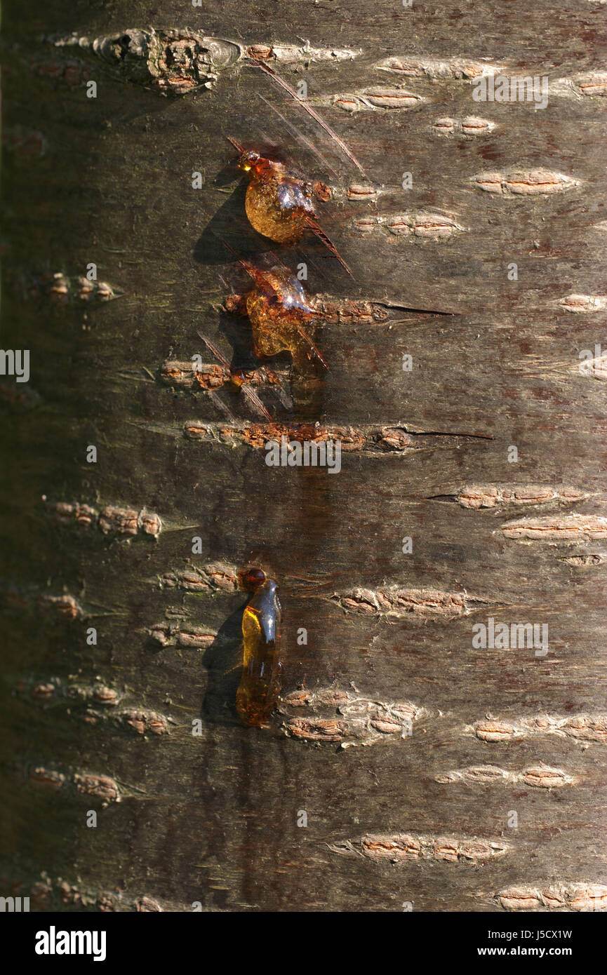 Wood rosin hi-res stock photography and images - Alamy