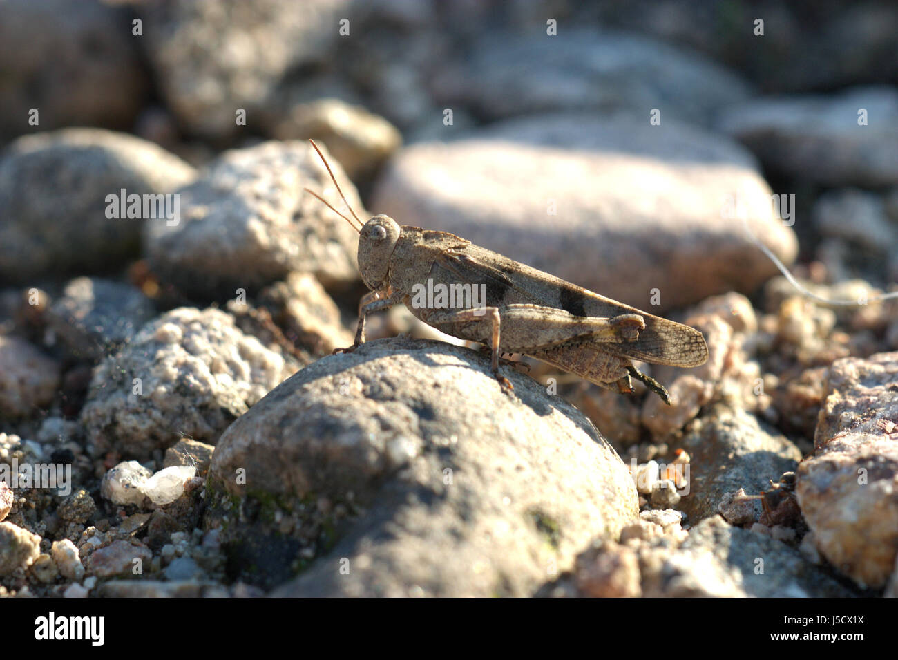 animal insect insects spring bouncing bounces hop skipping frisks ...