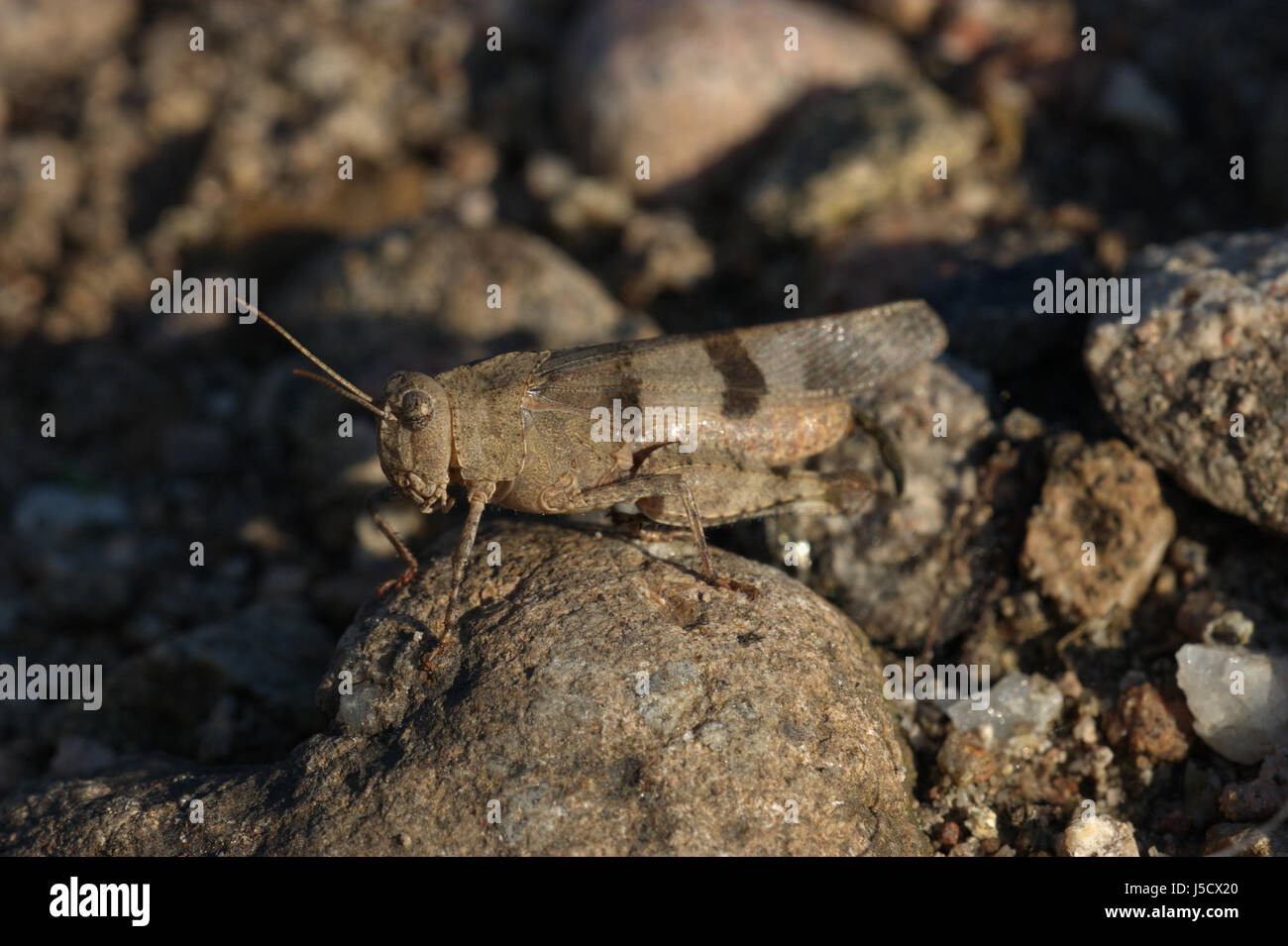 animal insect insects spring bouncing bounces hop skipping frisks ...