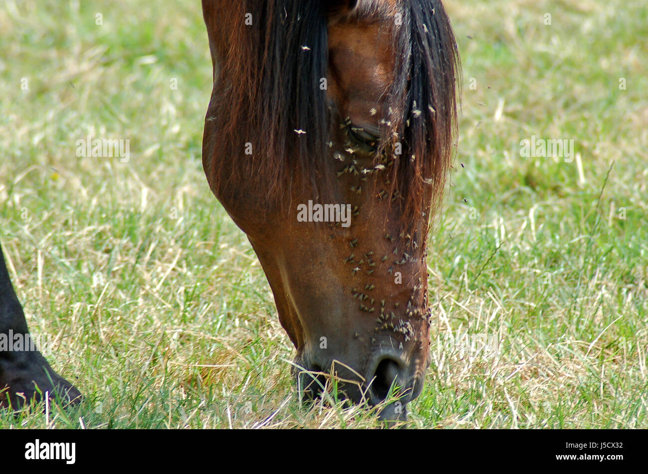 Fly plague hi-res stock photography and images - Alamy