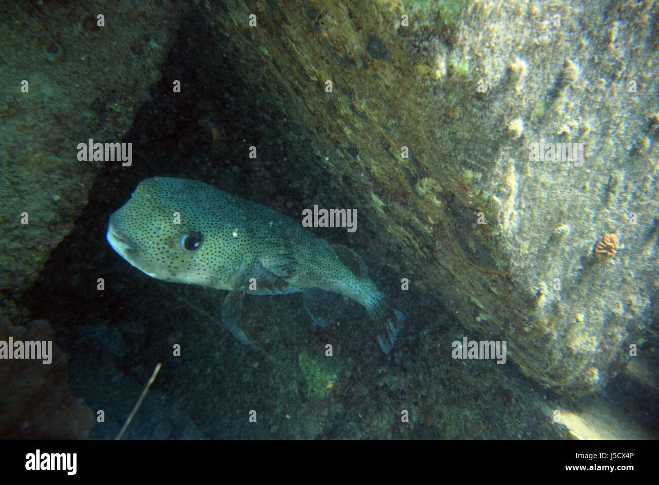 Diodon hi-res stock photography and images - Alamy