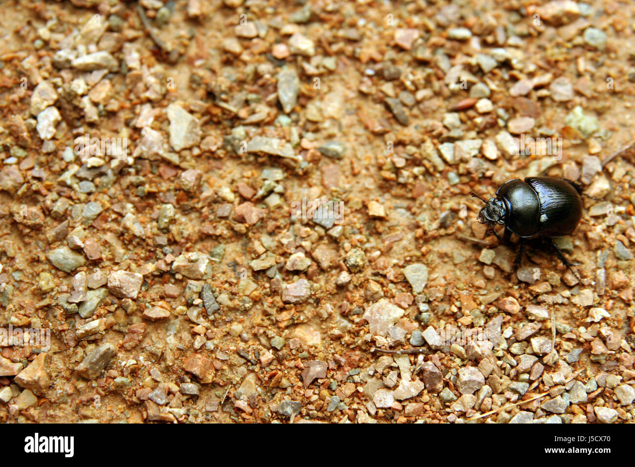 insect scrabble crawling ground soil earth humus brown brownish ...