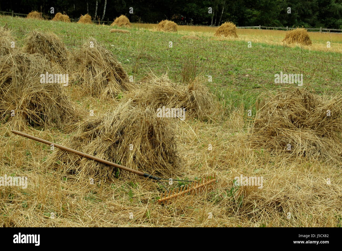 bucolic field nostalgia summer summerly grain bind stubble field bound ...