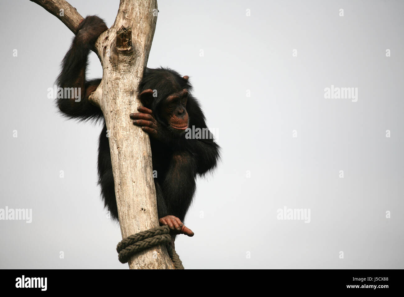 tree monkey skin rise climb climbing ascend uphill tread clamber ...