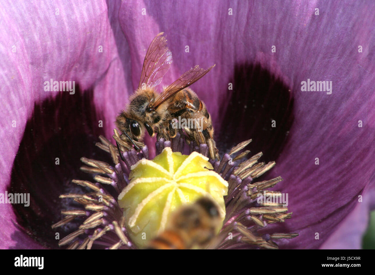 bee on poppy Stock Photo - Alamy