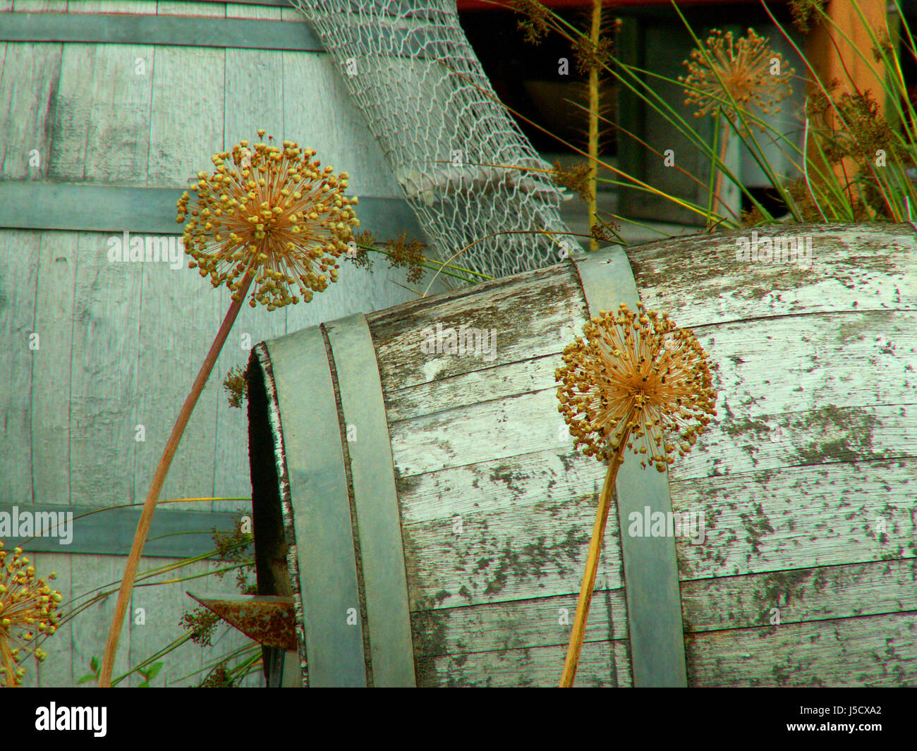 still life ailing net dried vats wine casks fishing net fiber barrel ...