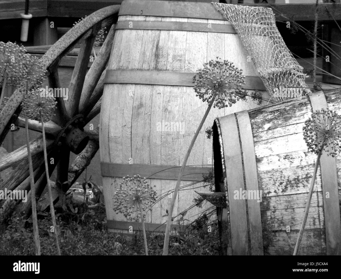 still life bw ailing net dried cartwheel vats wine casks fishing net ...