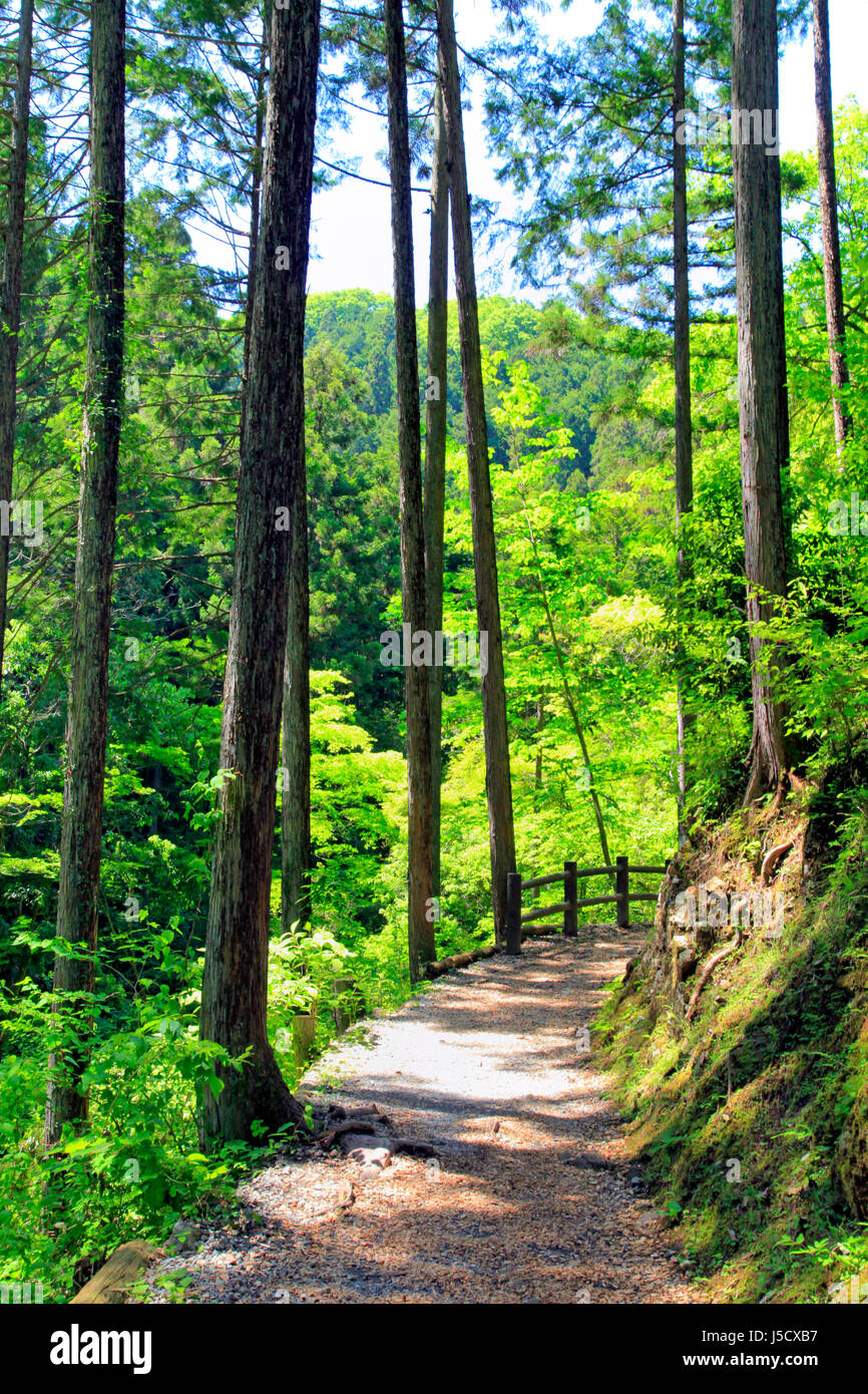 Hinohara forest hi-res stock photography and images - Alamy