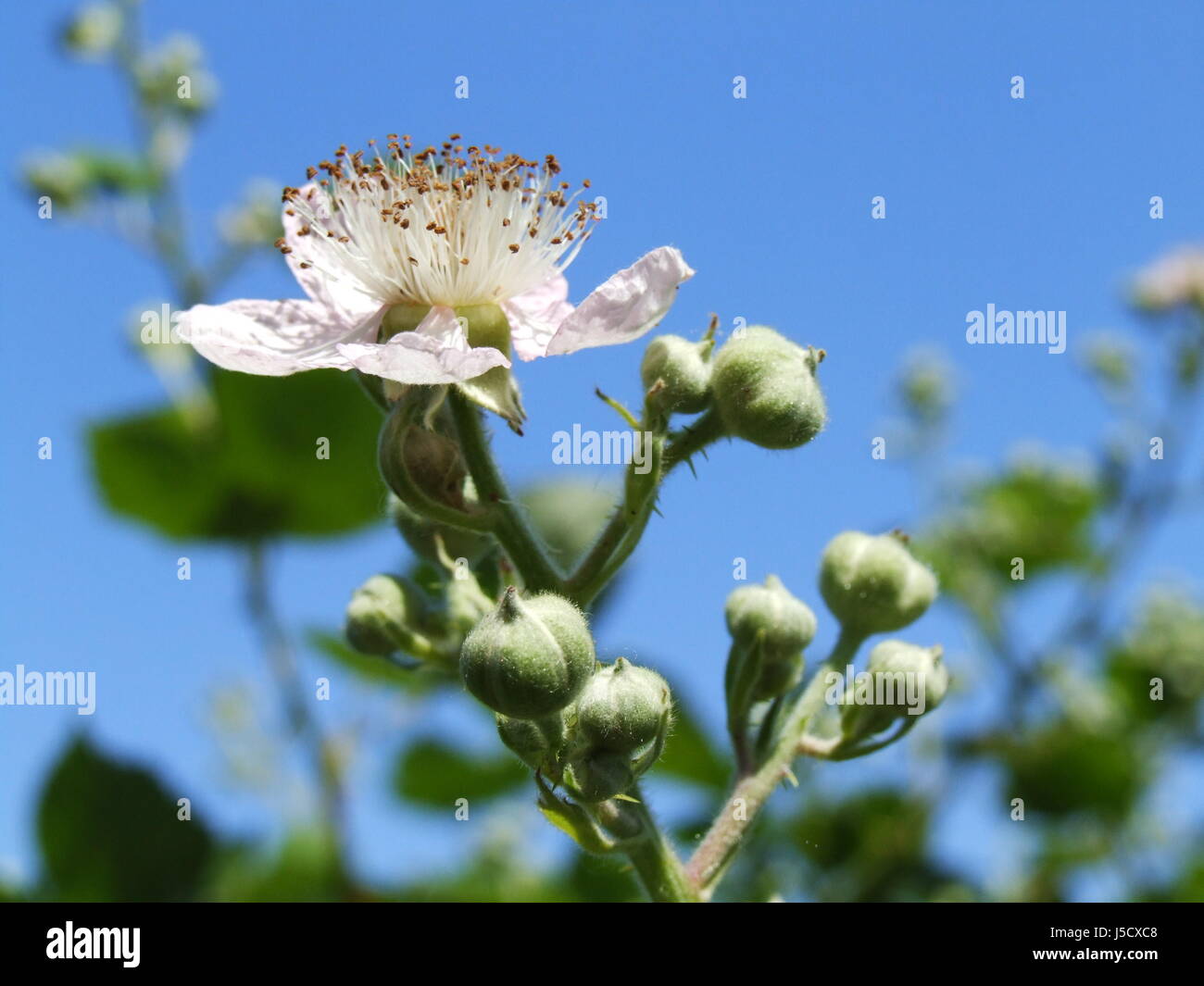 Schwarzbeerstrauch hi-res stock photography and images - Alamy