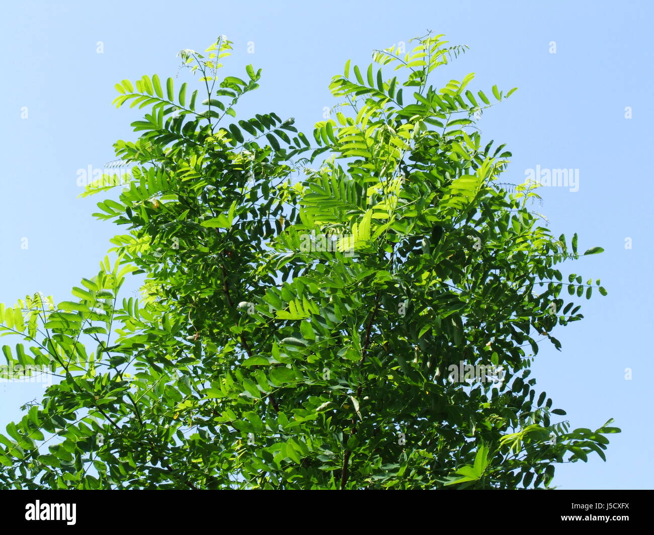 Akazienlaub hi-res stock photography and images - Alamy