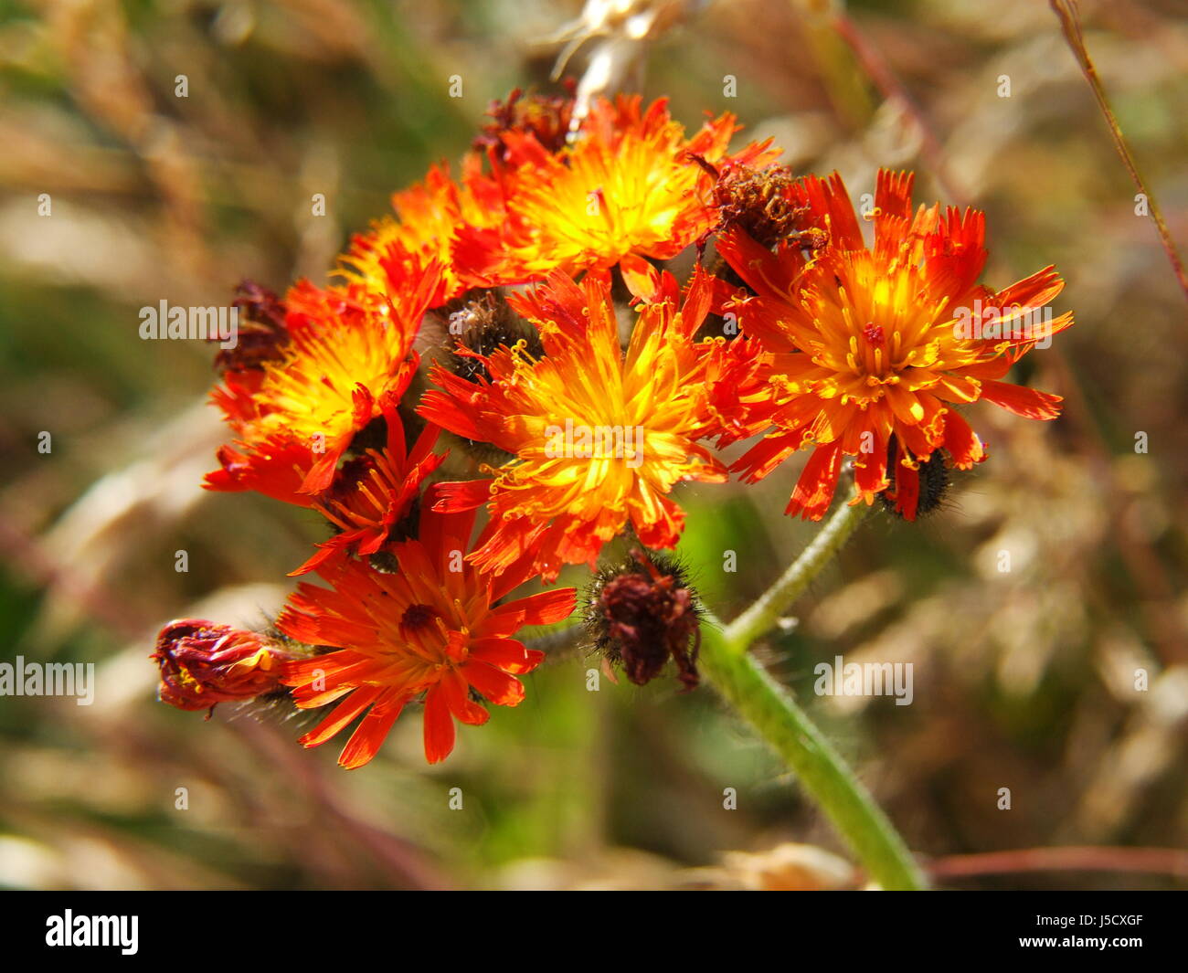 orange red hawkweed Stock Photo - Alamy