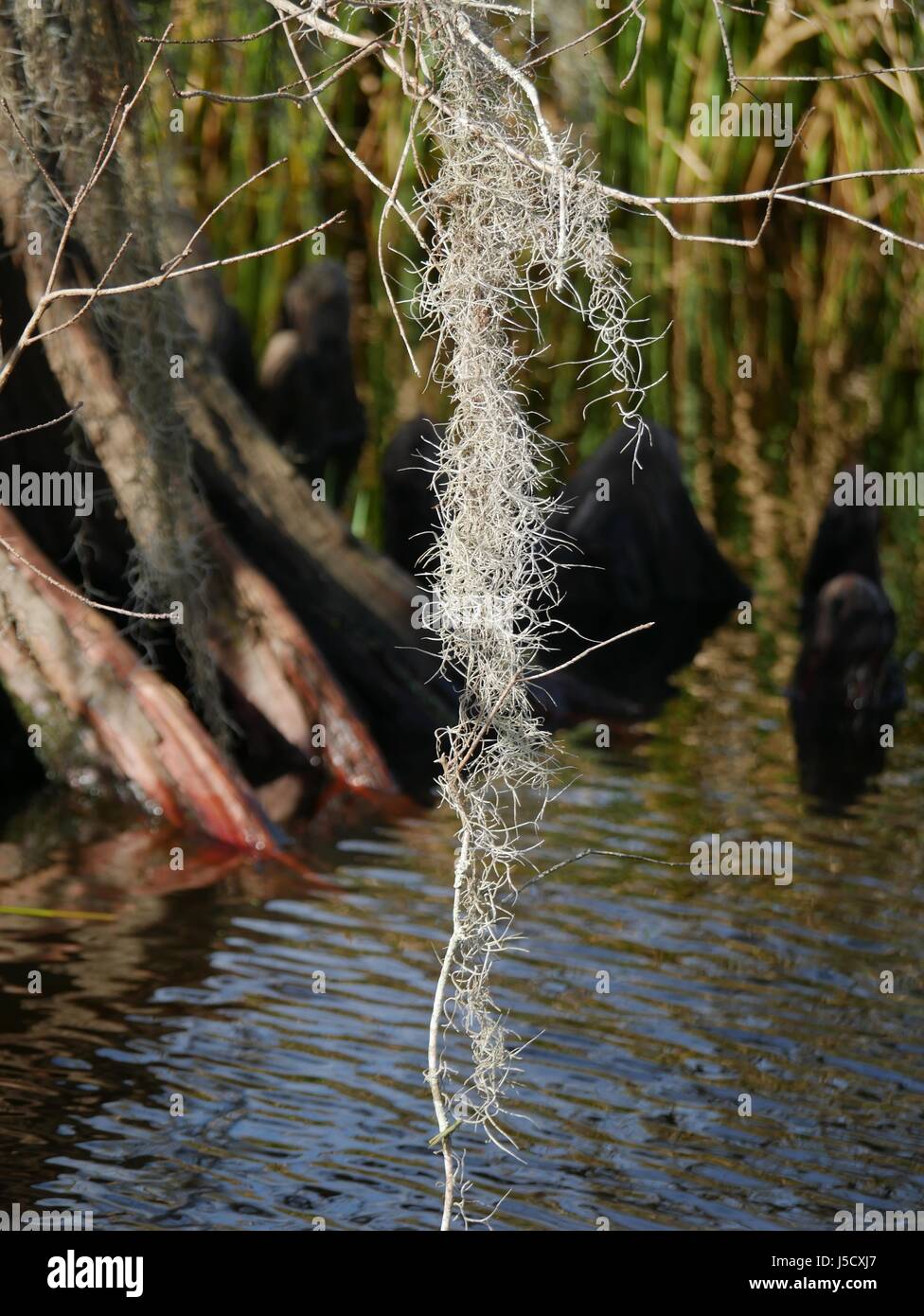 Swamp locks hi-res stock photography and images - Alamy
